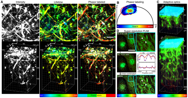 Instant FLIM enables 4D in vivo lifetime imaging of intact and injured ...
