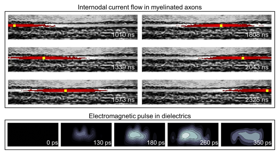 Ultrafast and hypersensitive phase imaging of propagating internodal ...